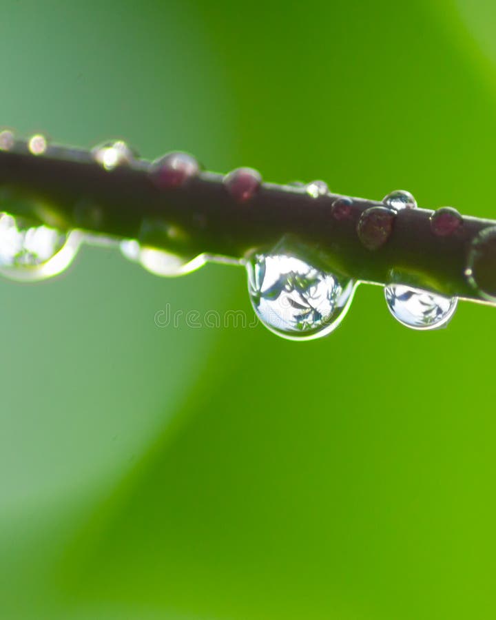 Raindrops in the Fresh Morning Scene Stock Image - Image of nature ...
