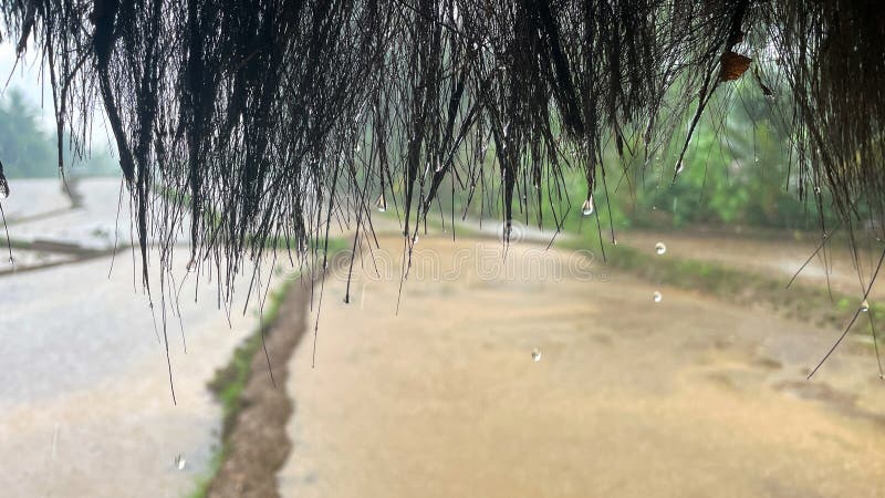 Raindrops Gently Fall on a Rustic Hut in the Middle of Lush Green Rice ...