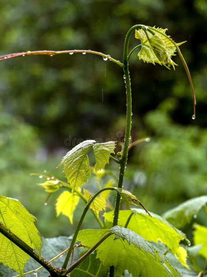 Raindrops on Grape Shoots during Rain in Cloudy Weather Stock Photo ...