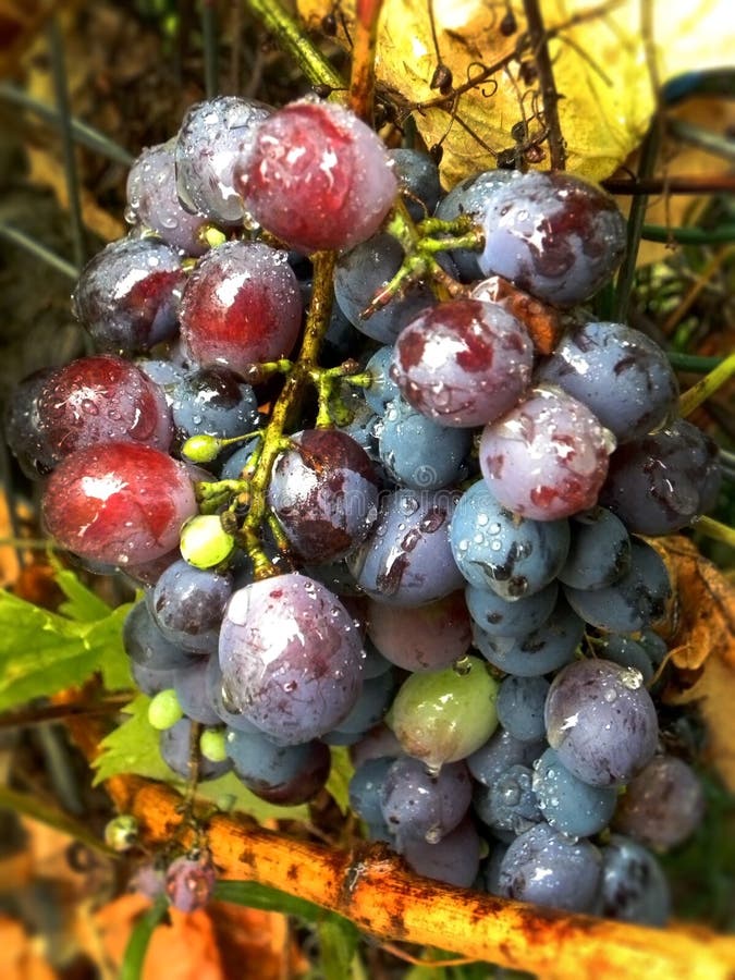 Raindrops on grapes stock photo. Image of water, drops - 86157834
