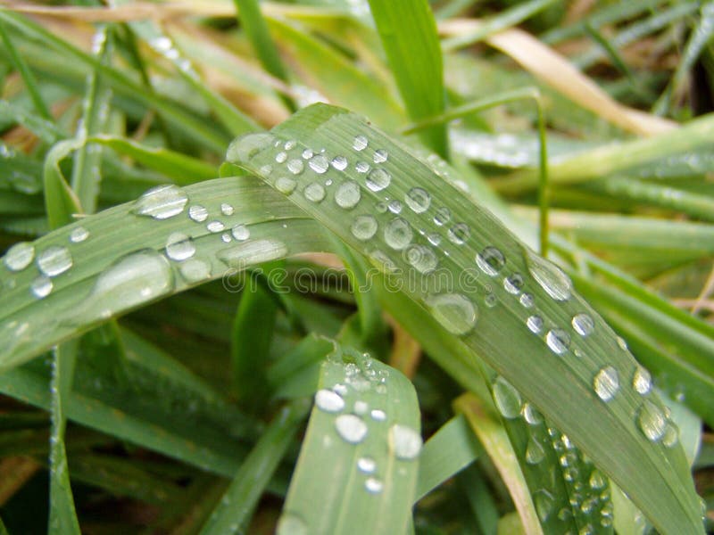After the rain stock image. Image of green, fresh, rain - 188741