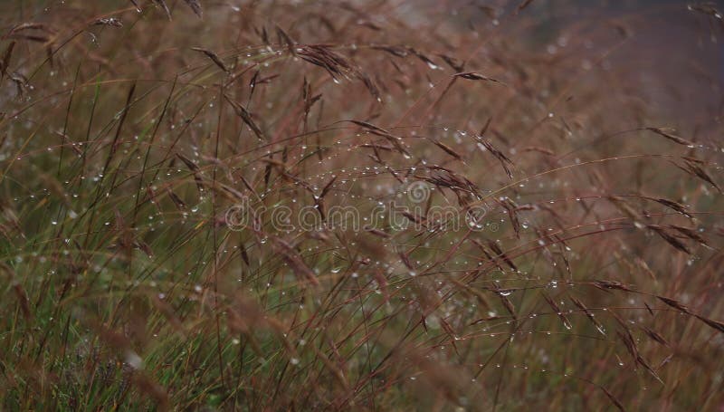 Raindrops on Grass at Fall stock image. Image of raindrops - 255596337