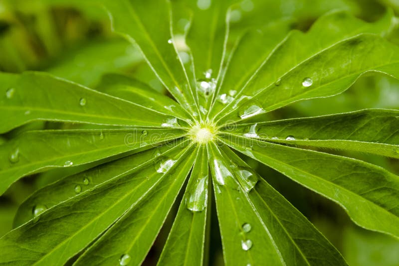 Raindrops on grass stock photo. Image of drops, flora - 95604002