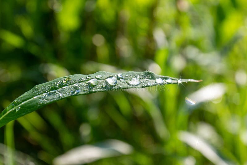 Raindrops on grass stock image. Image of lush, leaf - 221973865