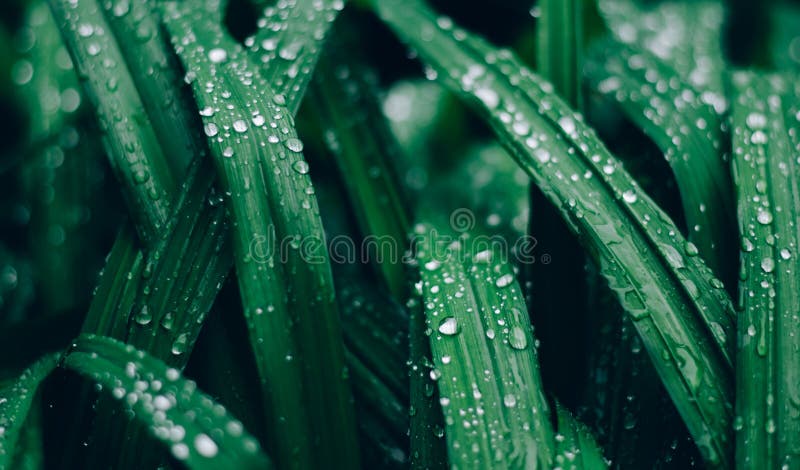 Raindrops on the Green Grass. Amazing Beautiful Drops Stock Photo ...