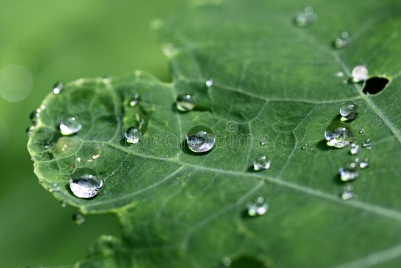 Dewdrops on the Grass Leafs Stock Photo - Image of curve, drop: 17335396