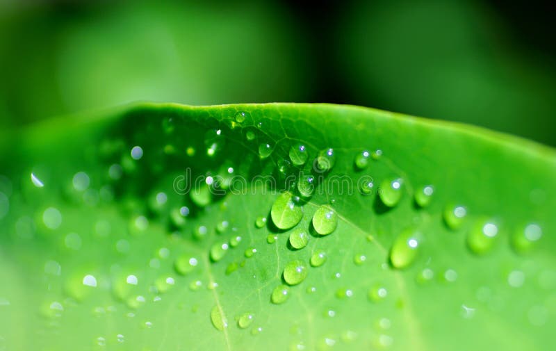 Raindrops Green Leaf Close Up Shot Refesh Nature Background Stock ...