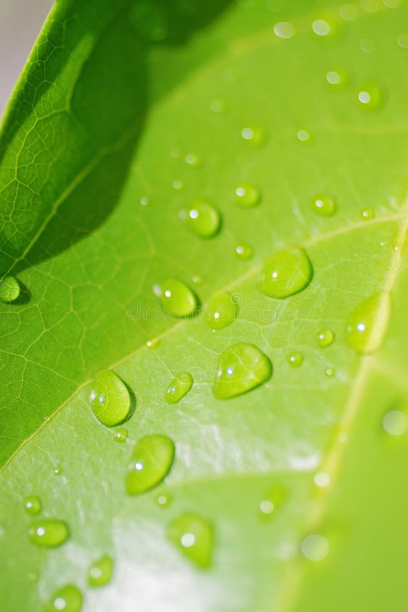 Raindrops on Green Leaf, Refesh Nature Background Stock Image - Image ...