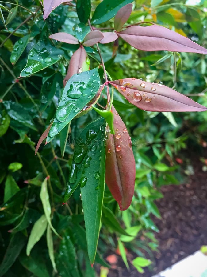 Rain on leaf stock image. Image of leaf, droplets, element - 107554761