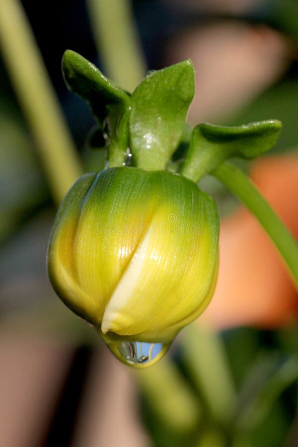 Raindrops on leaves five stock photo. Image of trees - 158005736