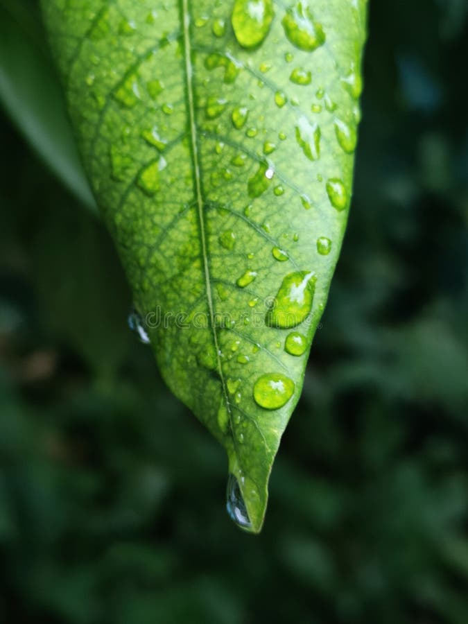 Raindrops on greenleaf stock image. Image of drop, raindrops - 255302289