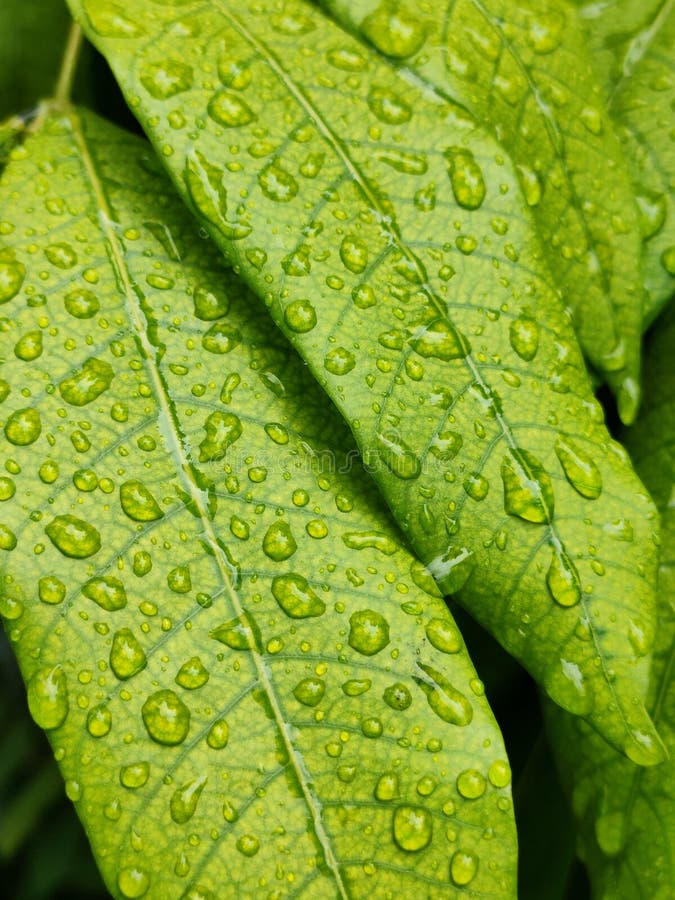 Raindrops on greenleaf stock image. Image of rain, green - 255302303
