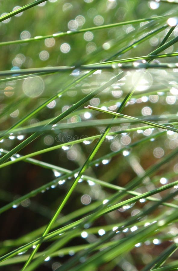 Raindrops Hanging from Maiden Grass, Vertical Stock Photo - Image of ...