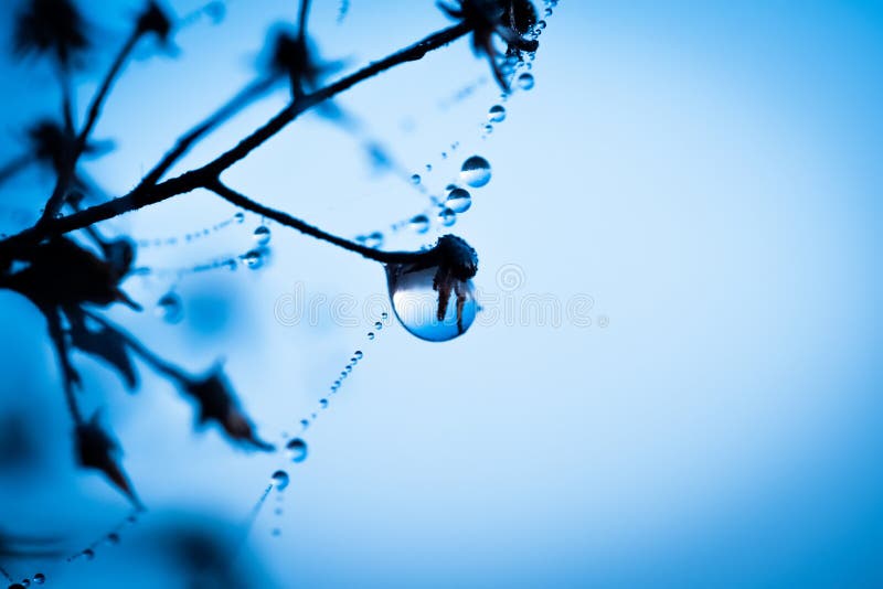 Raindrops hanging from web stock photo. Image of natural - 215961050