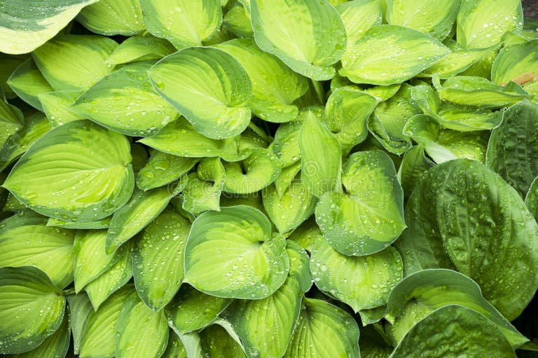 1,839 Rain Hosta Stock Photos - Free & Royalty-Free Stock Photos from ...