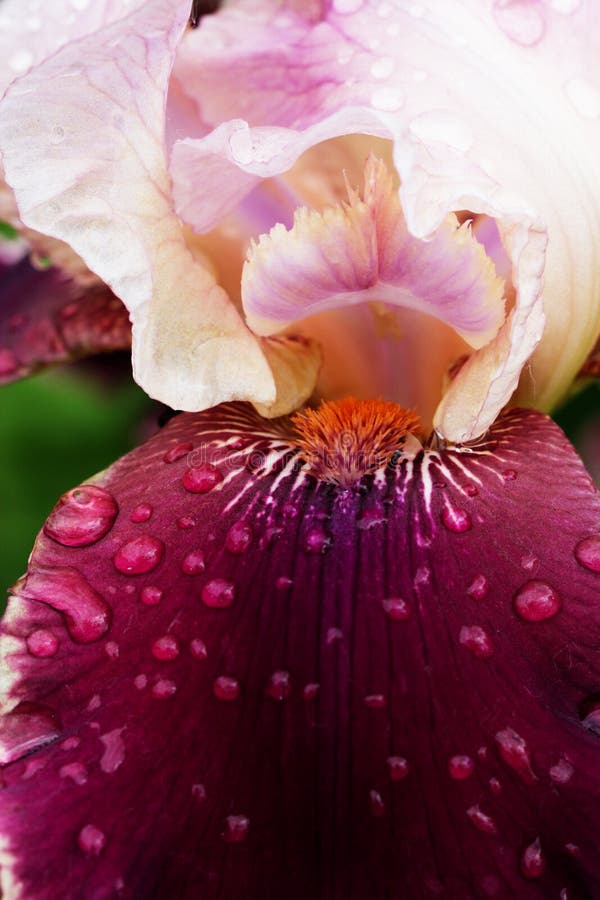 Raindrops on an Iris Petal. Stock Image - Image of gardening, leaf ...