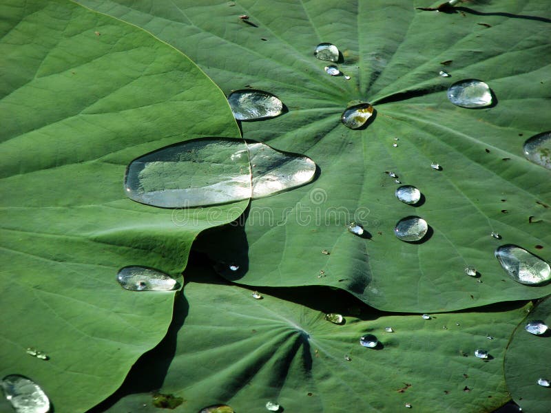 Raindrops on large leaf stock image. Image of water - 325526079