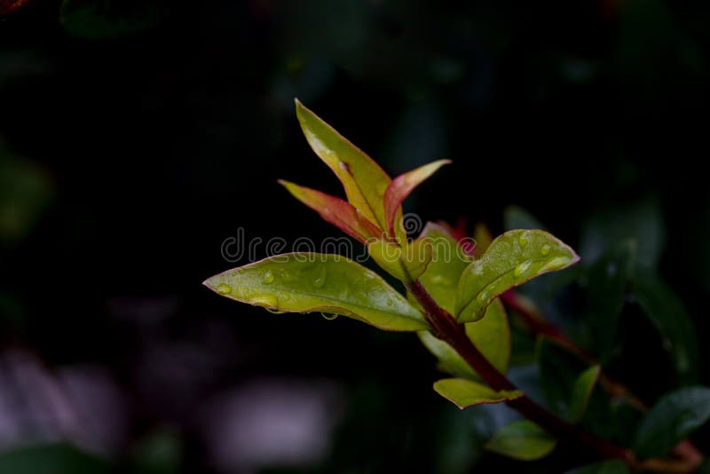 Purple Hookweed Stock Photos - Free & Royalty-Free Stock Photos from ...