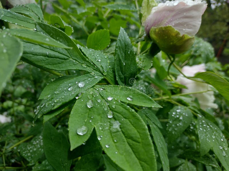 Raindrops on Leaves in the Garden. Spring Background. Stock Image ...