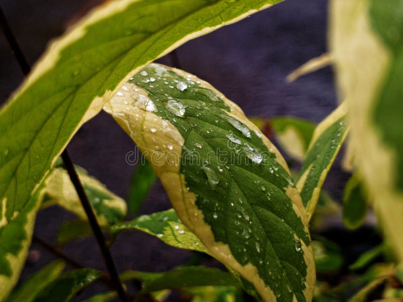 Raindrops on Leaves in the Morning that Make a Fresh View Stock Image ...