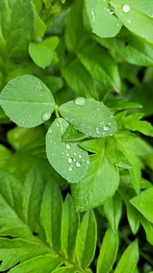 Raindrops on the leaves stock photo. Image of raindrops - 332460470