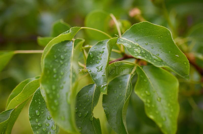 Raindrops on Leaves of a Tree Close-up Stock Photo - Image of foliage ...