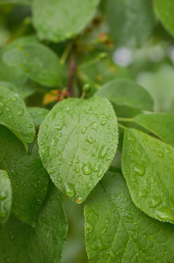 Raindrops on Leaves of a Tree Close-up Stock Photo - Image of drop ...