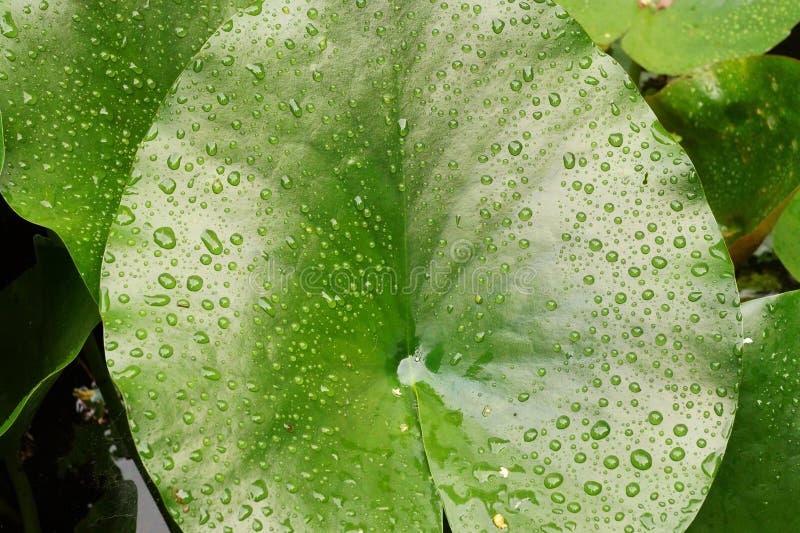 Raindrops on a Lily Pad in the Pond Stock Image - Image of green, grass ...