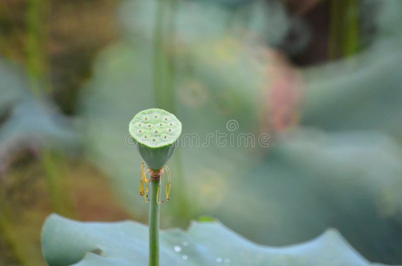 Raindrops on a Lotus Head, the Nature Concept Stock Photo - Image of ...