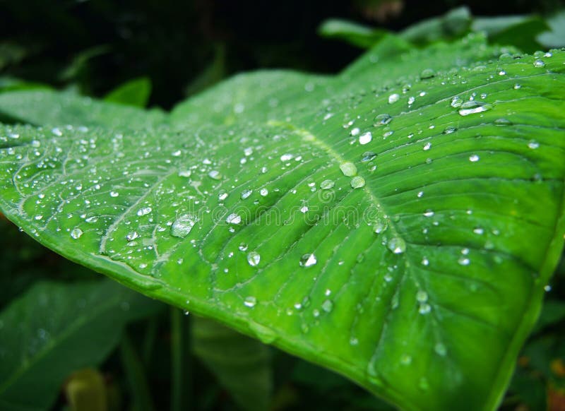 Tropical Rain Drops on a Taro Leaf in an Equatorial Rainforest. Stock ...