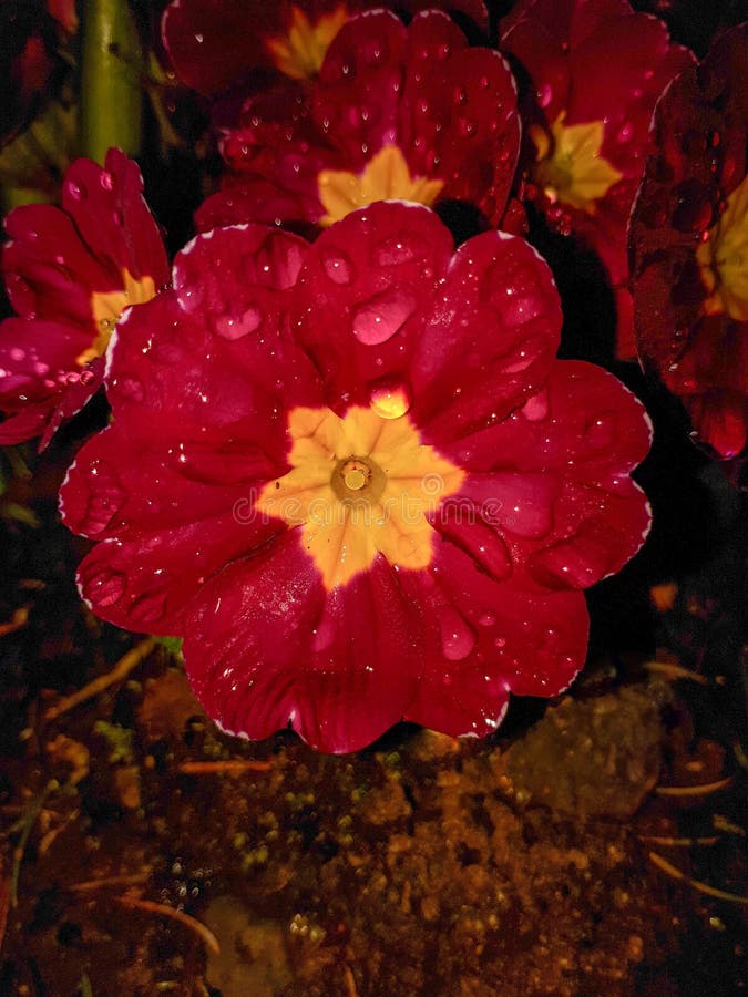 Raindrops on a Magenta Primrose at Night Stock Photo - Image of yellow ...
