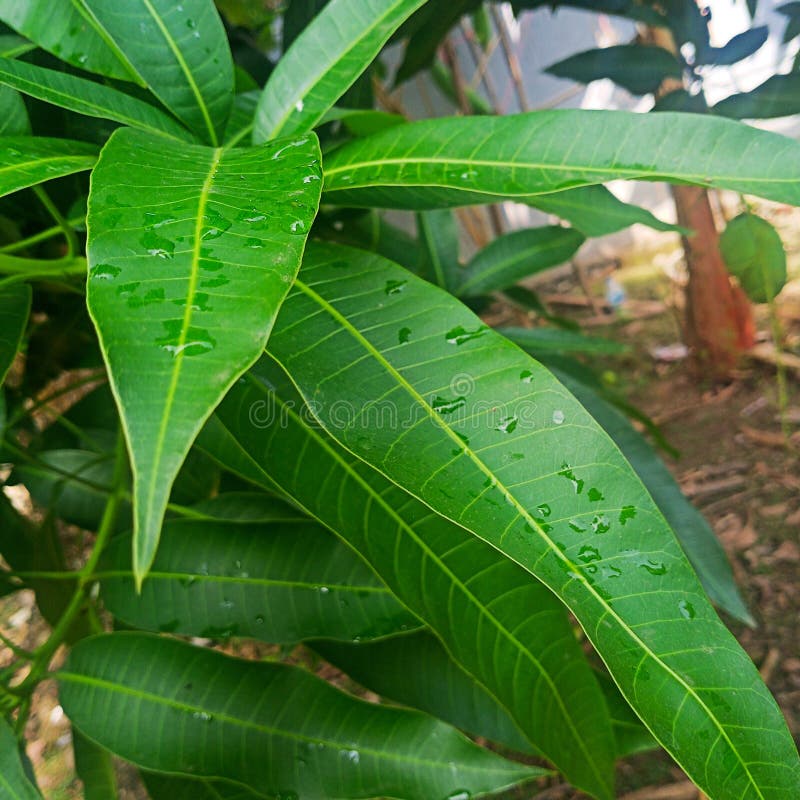 Raindrops on Mango Leaf Focus Template Stock Photo - Image of raindrops ...