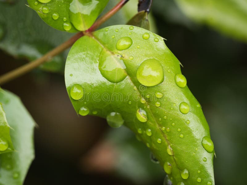 Raindrops stock image. Image of flowers, growing, growth - 61999215