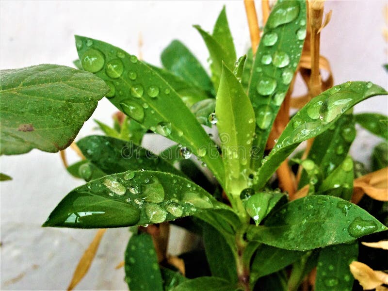 Rain Drops on Sweet Willium Pink Flowers Stock Image - Image of willium ...