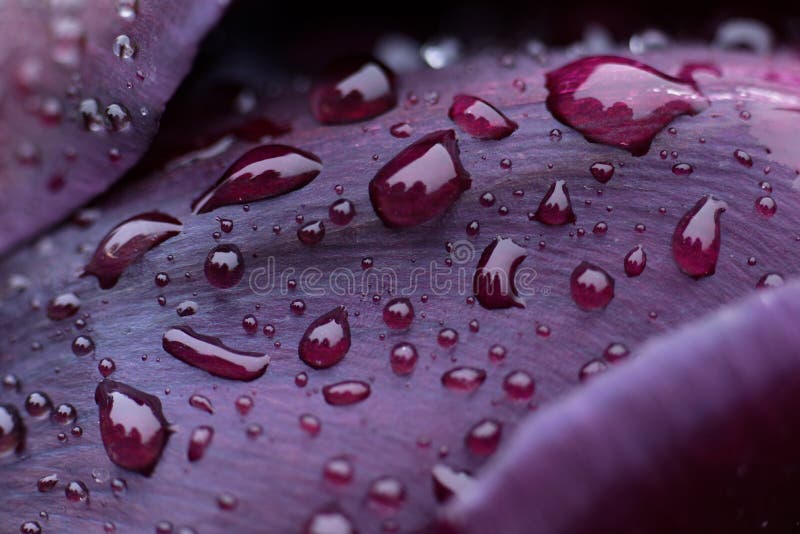 Raindrops on a Purple Flower Stock Image - Image of raindrop, nature ...