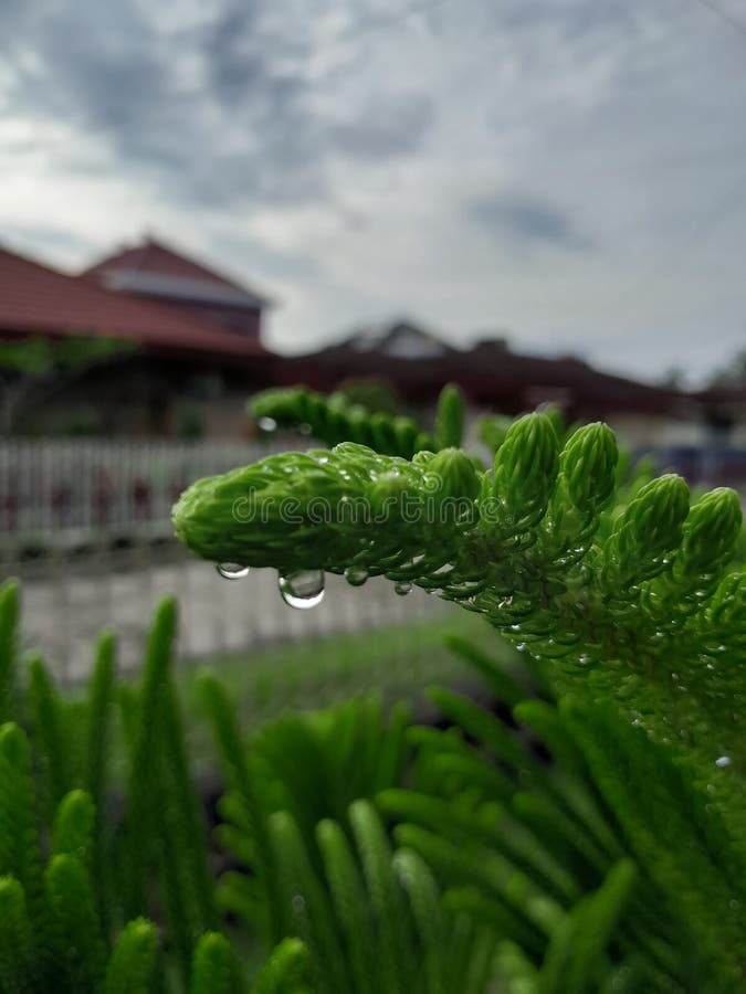 Raindrops on the pine tree stock photo. Image of tree - 273833732