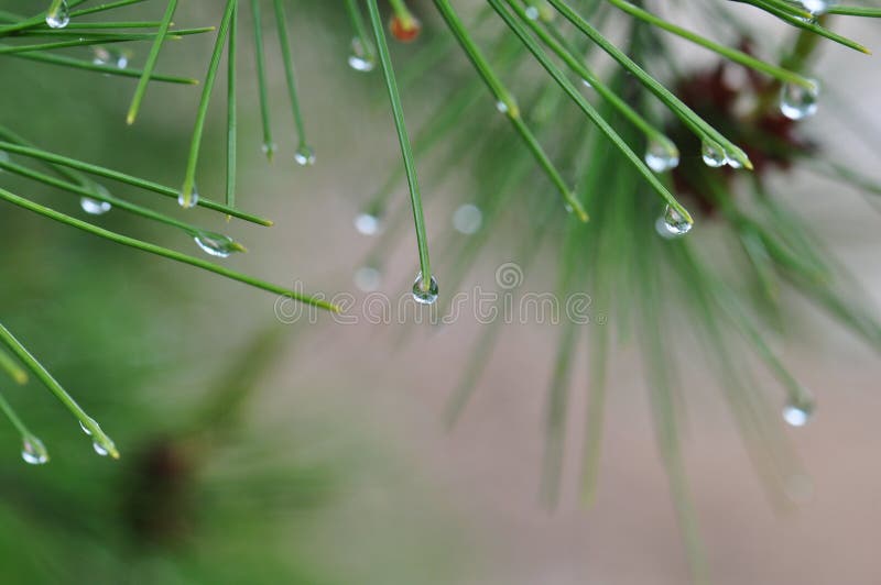 Raindrops on pine tree stock image. Image of minimal - 40273907