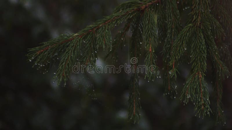 Raindrops on pine tree. stock footage. Video of precipitation - 173861622