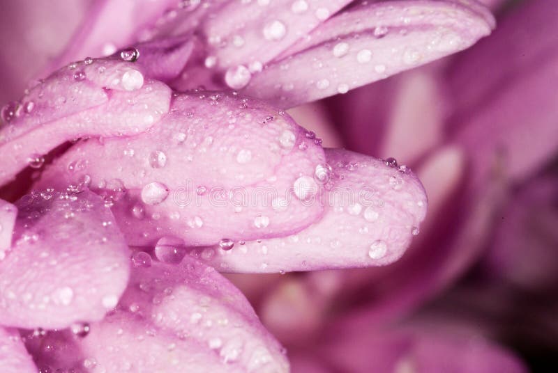 Raindrops on Pink Flower Petals Stock Photo - Image of gardening ...