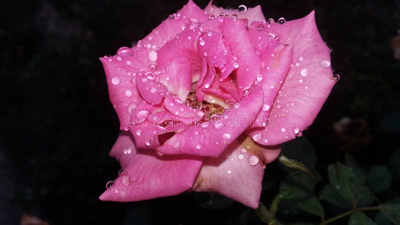 Raindrops on Pink Rose with Dark Background Stock Image - Image of ...