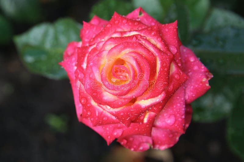 Raindrops on a Pink Rose in the Garden Stock Photo - Image of beauty ...