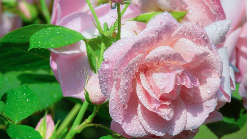 Raindrops on a pink rose stock photo. Image of blooming - 261802058