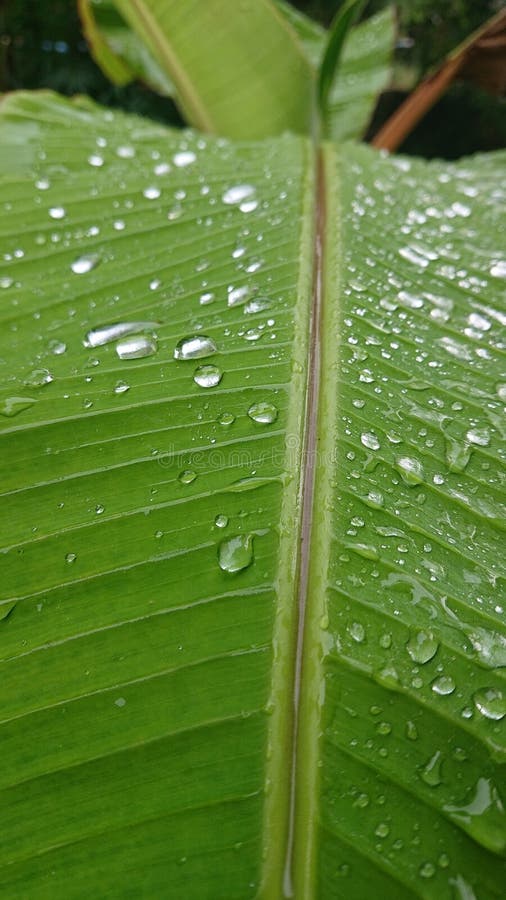 The Raindrops Pooled on the Leaves are Refreshing Stock Image - Image ...