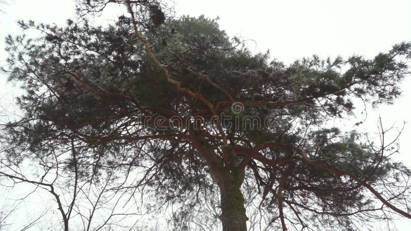 Raindrops Pour from the Branches of a Coniferous Tree Down into the ...