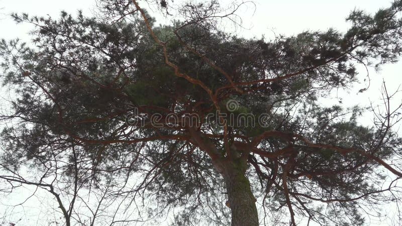 Raindrops Pour from the Branches of a Coniferous Tree Down into the ...