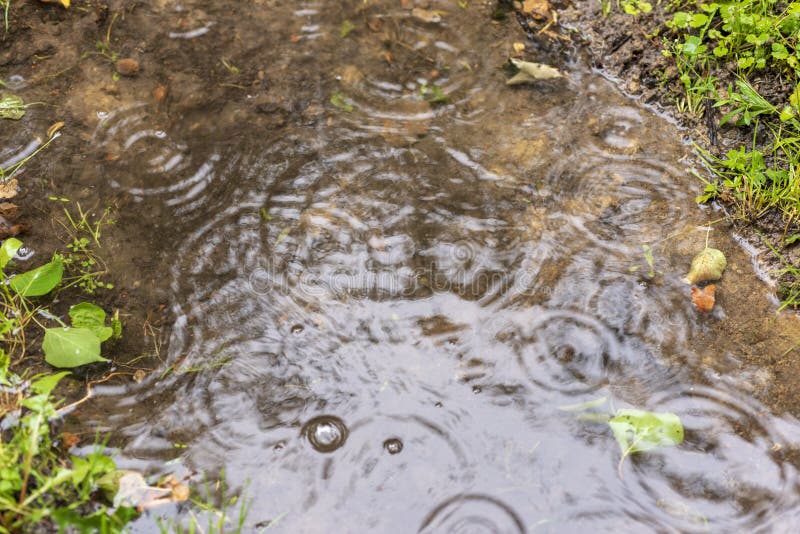 Raindrops in puddle stock image. Image of circles, nature - 123059243