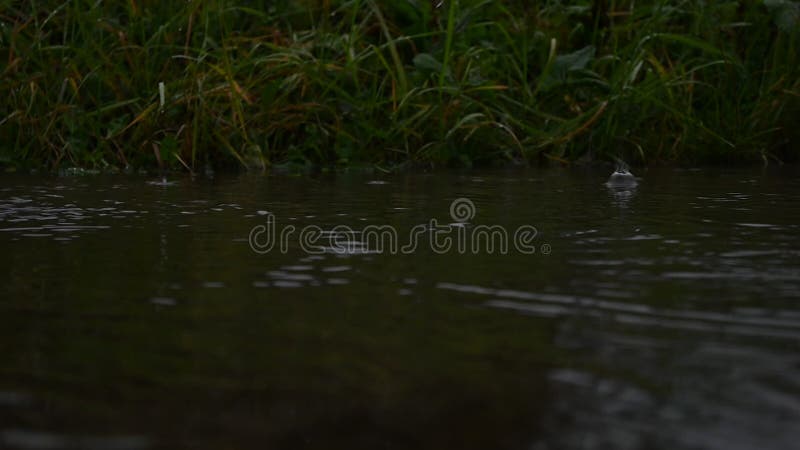 Raindrops on a Puddle during a Drizzle in the Afternoon Stock Footage ...