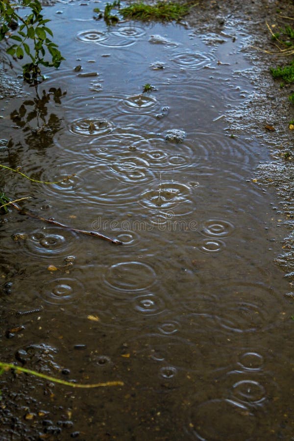 Raindrops on puddle stock photo. Image of rain, outdoors - 33700780