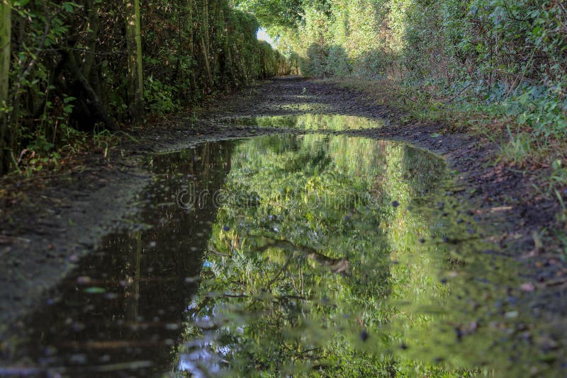 Raindrops in puddle stock photo. Image of beauty, raindrops - 123813956