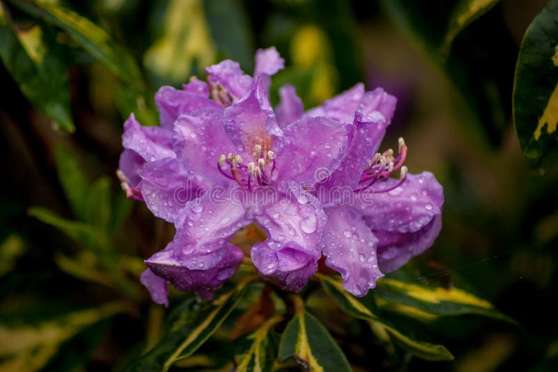 Purple Flowers with Raindrops Stock Image - Image of beautiful, bunch ...